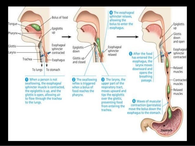 2. physiology of deglutition