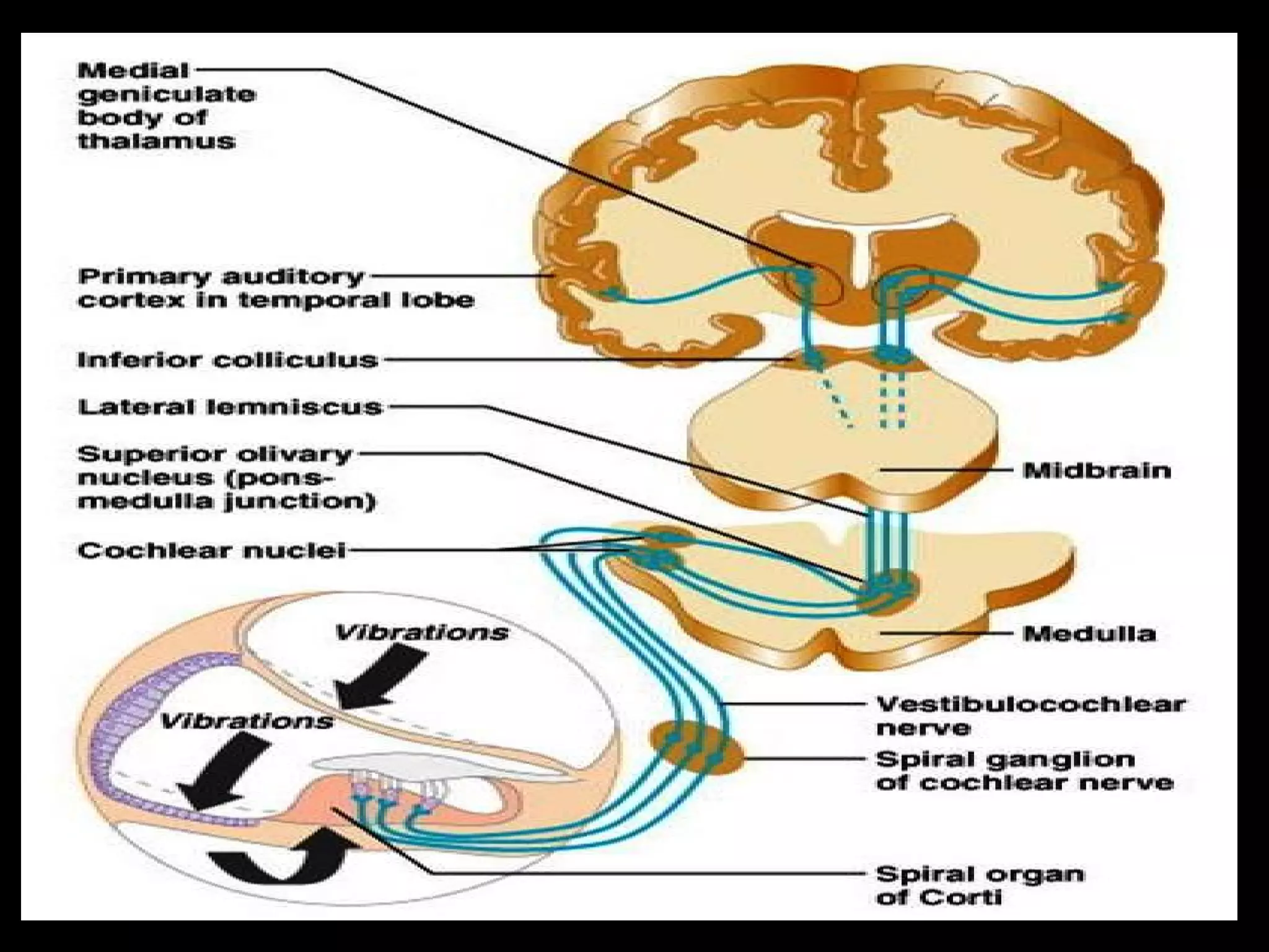 Physiology of hearing and balance | PPT