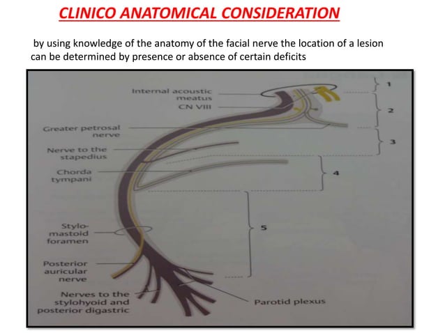2. facial,glossopharyngeal,cervical plexus | PPT