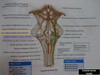 Cervical Plexus Netter