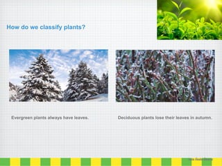 PLANTS | PPT