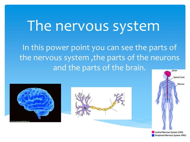 2. the nervous system | PPT