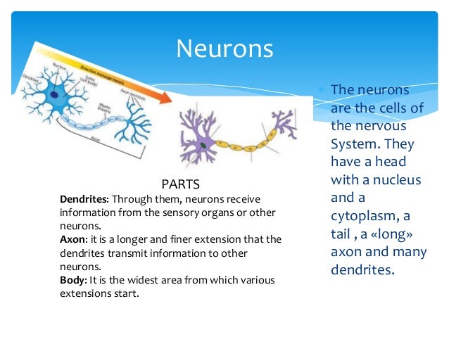 2. the nervous system