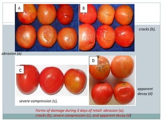 Post harvest loss reduction of Tomato | PDF
