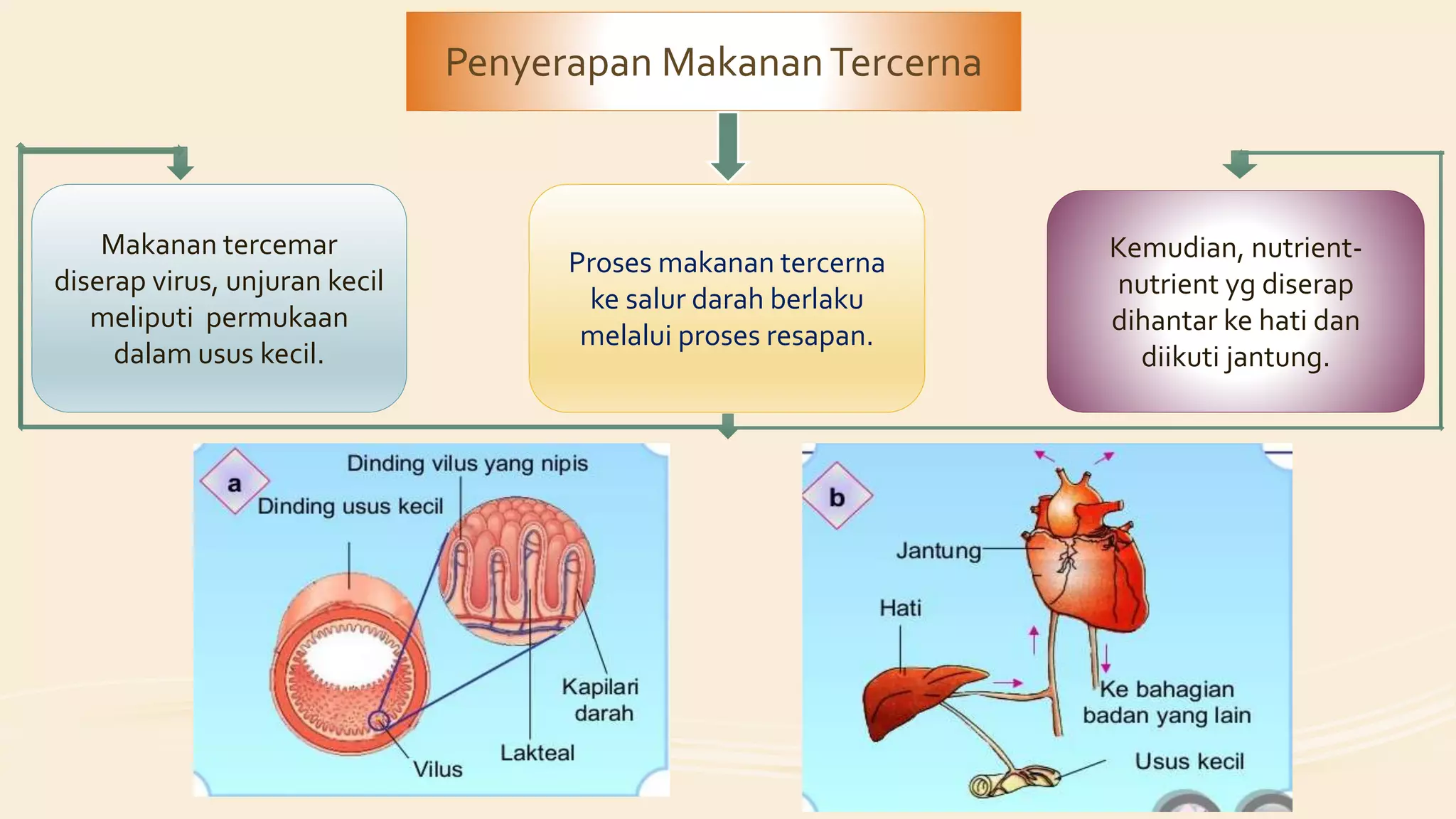 Bab 2 nutrisi (Proses penyerapan Makanan tercerna) | PPTX