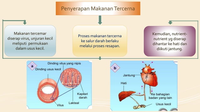 Bab 2 nutrisi (Proses penyerapan Makanan tercerna) | PPTX