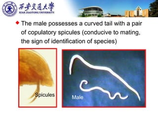 2.a.lumbricoides and hookworms | PPT