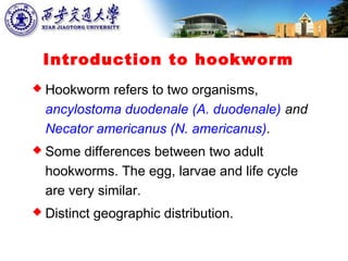 2.a.lumbricoides and hookworms | PPT