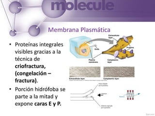 2. membrana plasmática | PPTX