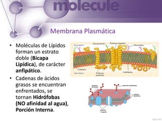 2. membrana plasmática | PPTX
