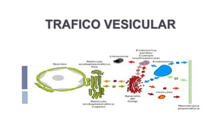 2.3 transporte vesicular, odontologia 212 2, taller 3 | PPTX