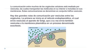 2.3 transporte vesicular, odontologia 212 2, taller 3 | PPTX