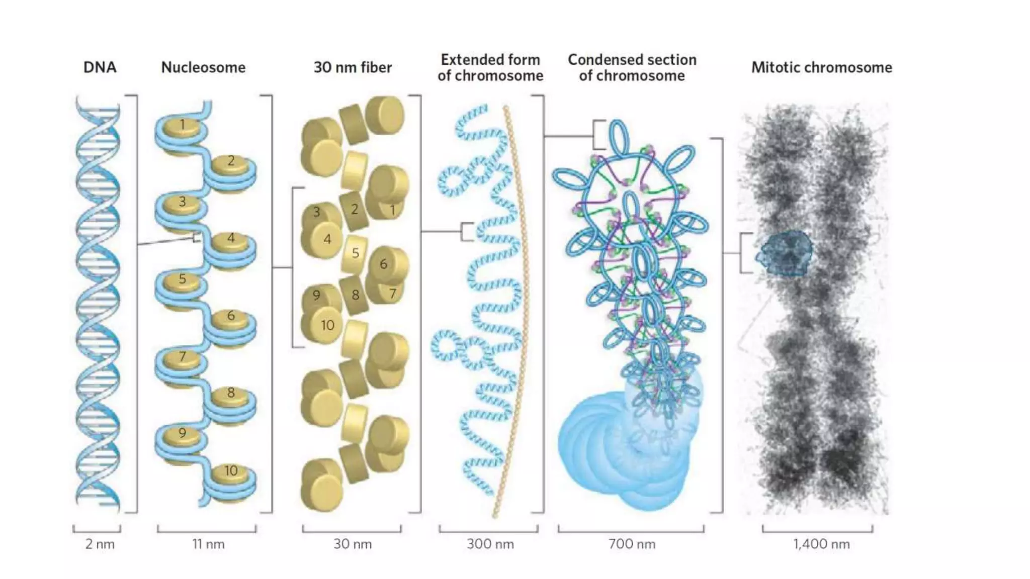 Organization of DNA | PPTX
