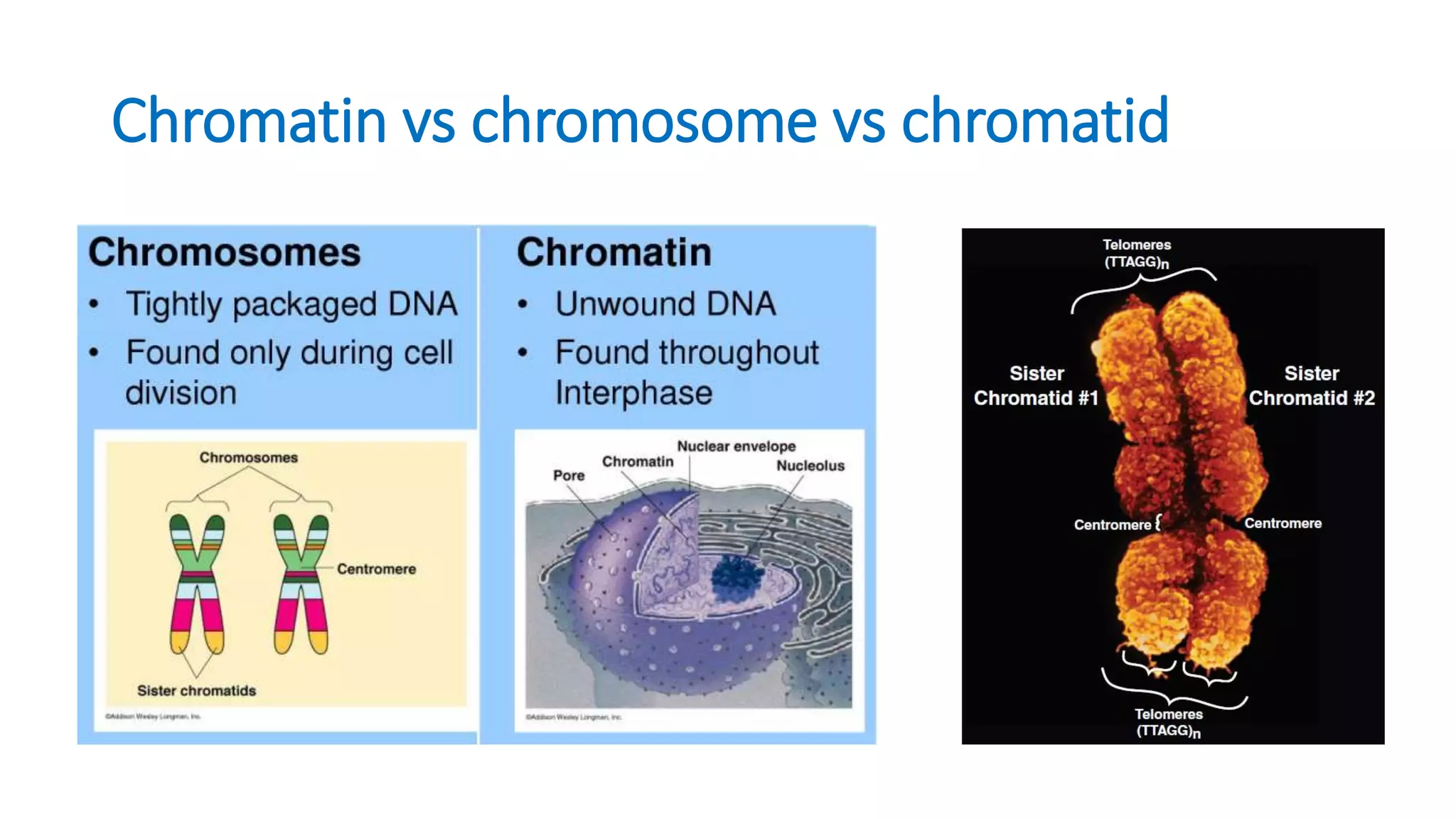 Organization of DNA | PPTX