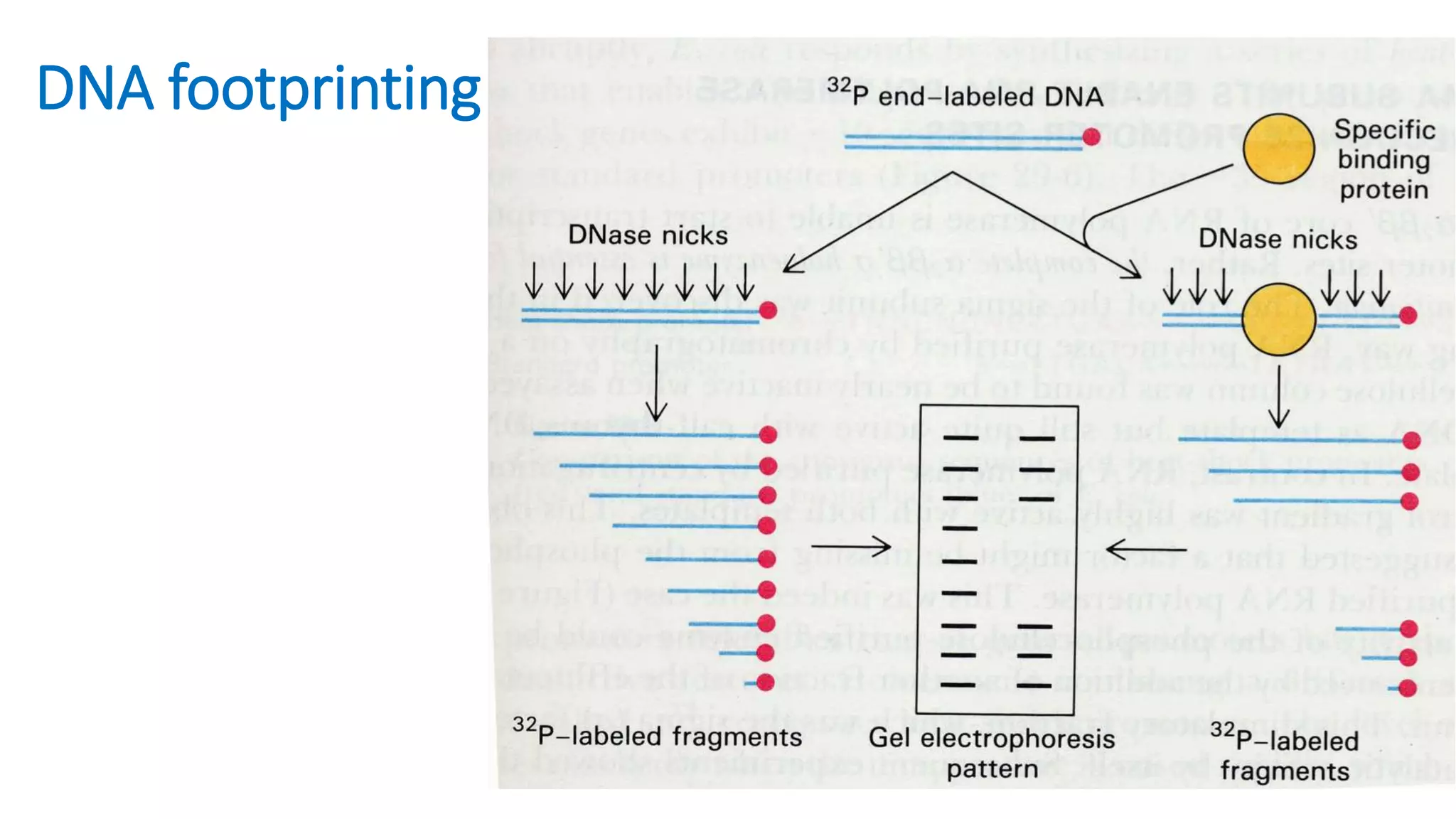 Organization of DNA | PPTX