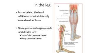 2. Foot drop | PPTX