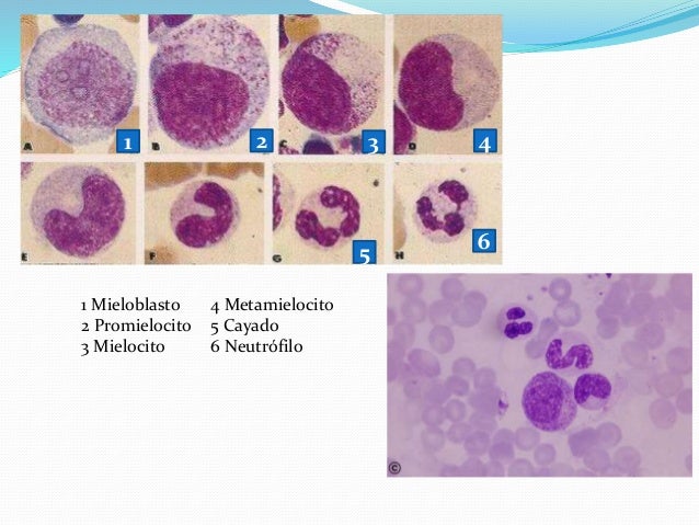 hematopoyesis
