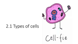 2.1 type of cells UEC Senior 1 Biology 独中高一生物 | PPTX
