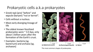 2.1 type of cells UEC Senior 1 Biology 独中高一生物 | PPT