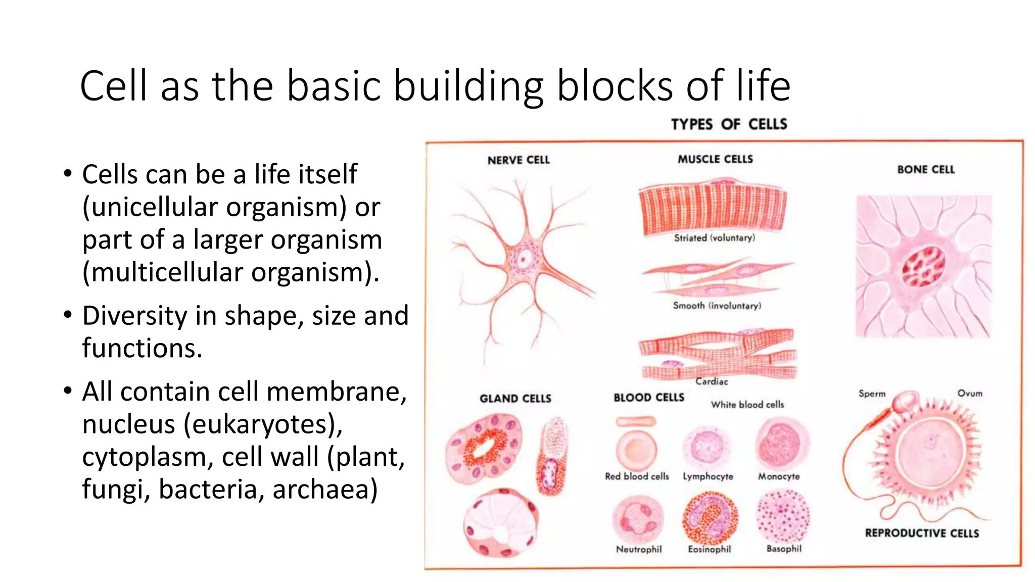 UEC Senior 1 Biology 独中高一生物 2.2 microstructure of the cells | PPTX