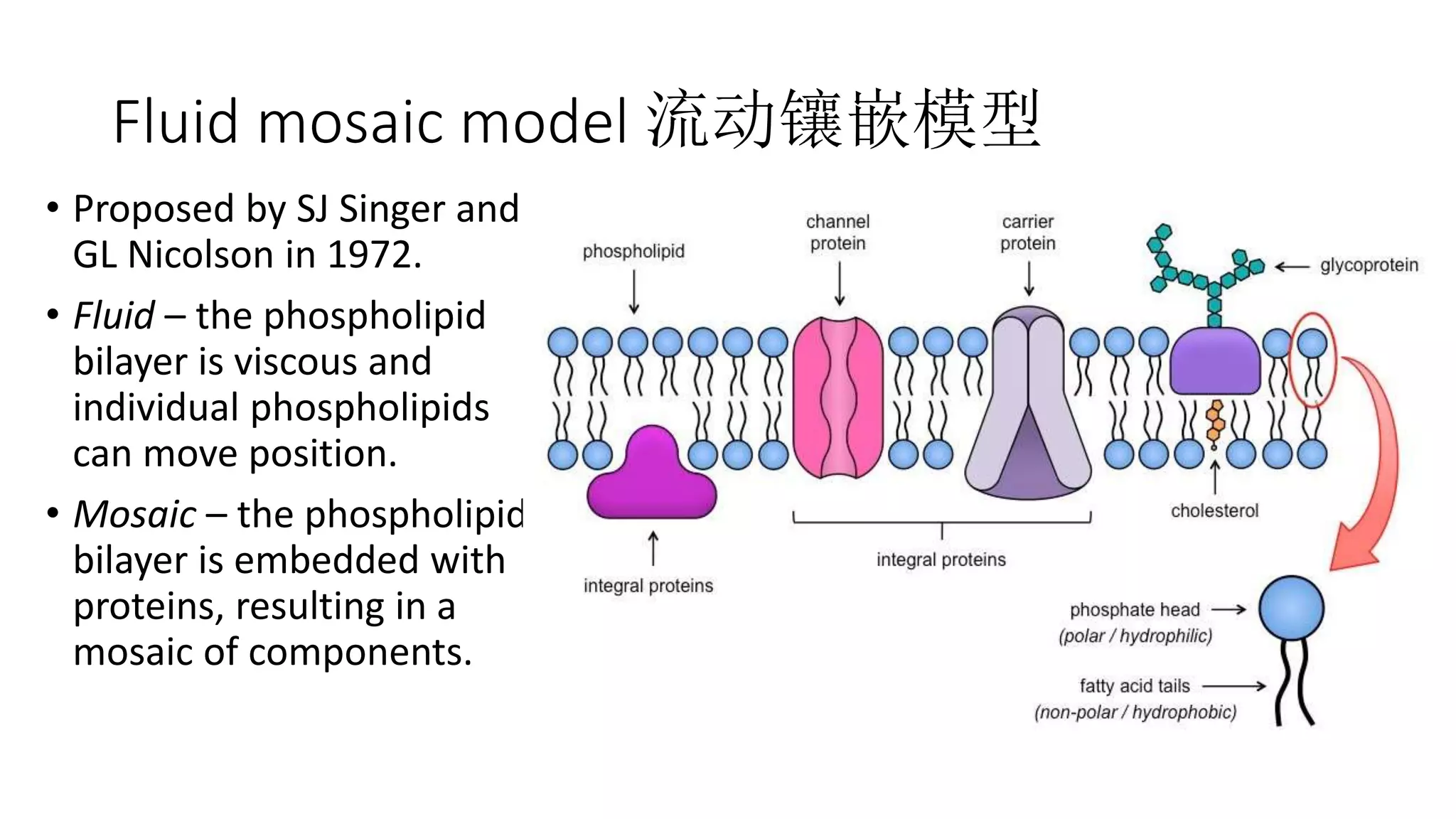 UEC Senior 1 Biology 独中高一生物 2.2.1.1 fluid mosaic model | PPTX