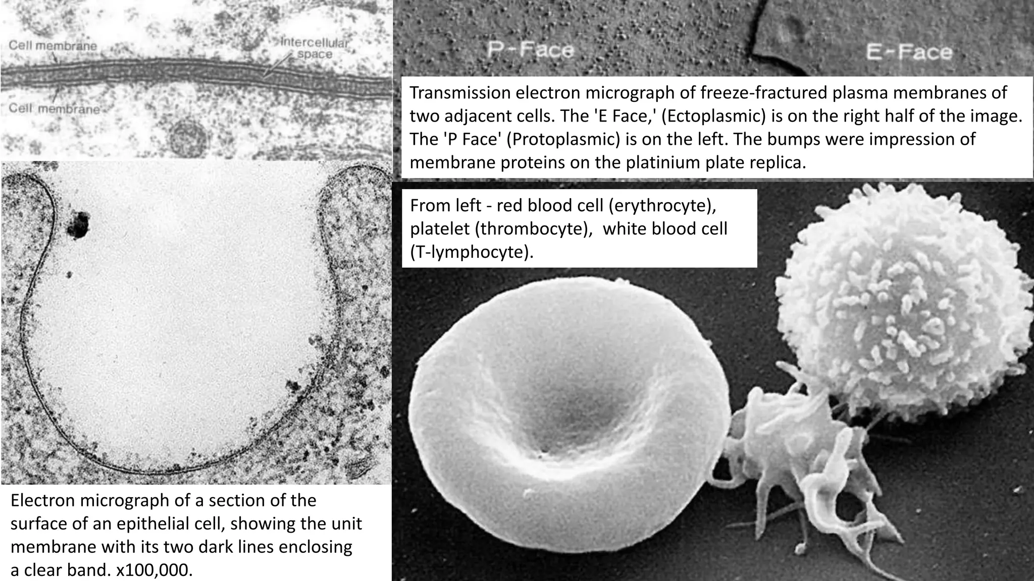 2.2.1.2 functions of the cell membrane UEC Senior 1 Biology 独中高一生物 | PPTX