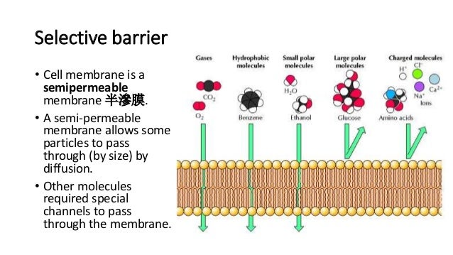 2.2.1.2 functions of the cell membrane UEC Senior 1 Biology 独中高一生物