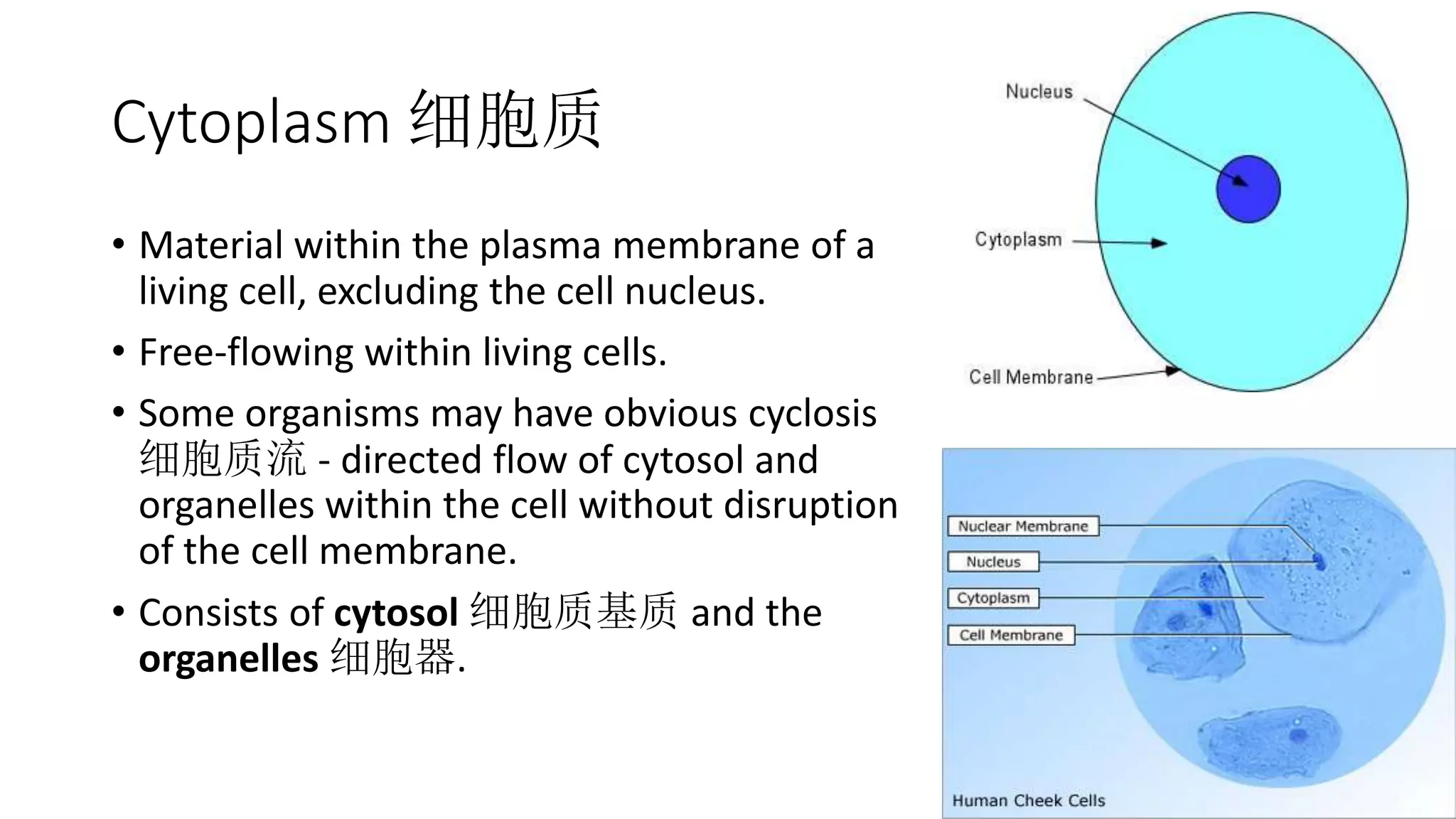 2.2.3 cytoplasm UEC Senior 1 Biology 独中高一生物 | PPTX