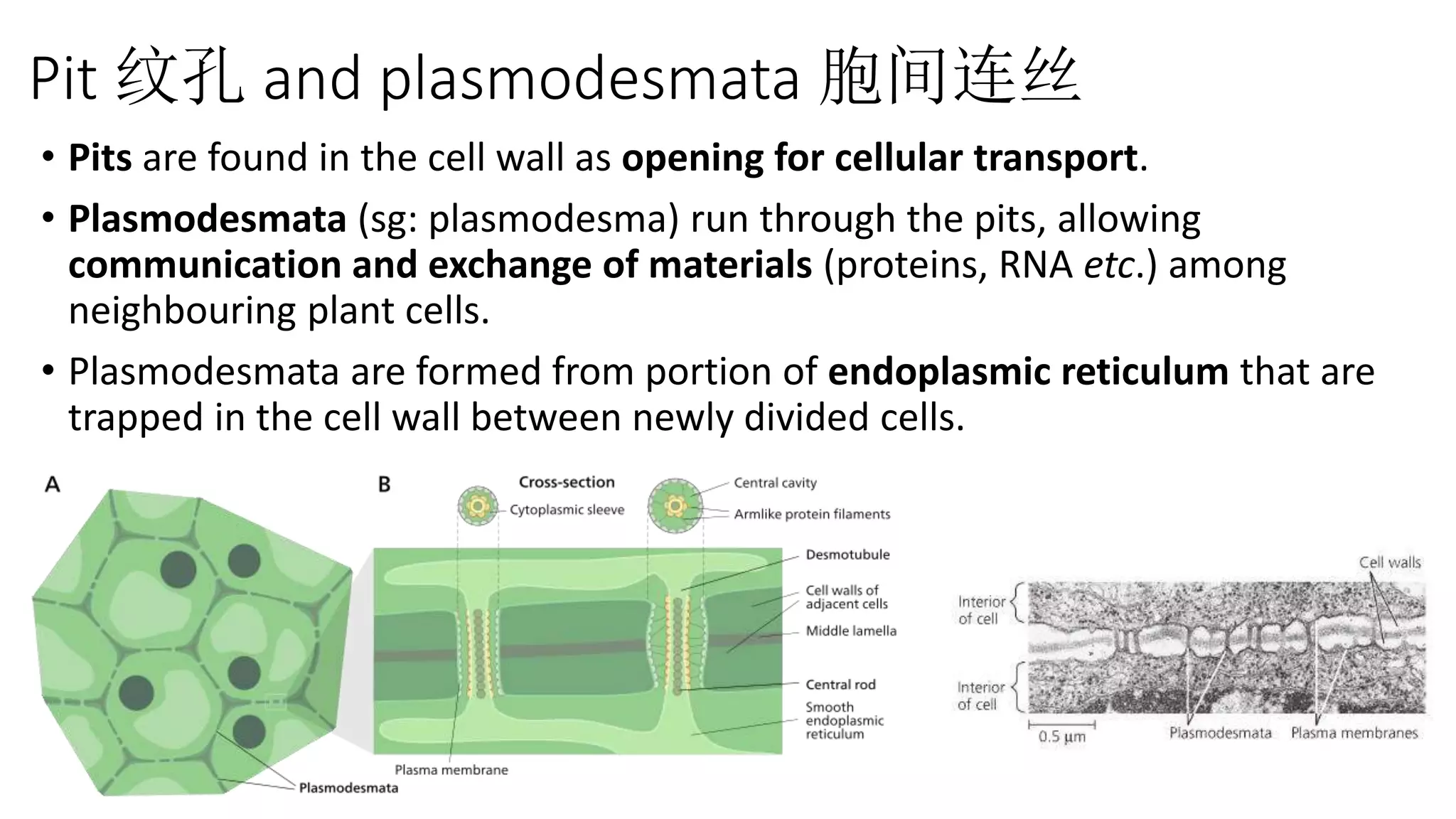 2.2.4 cell wall UEC Senior 1 Biology 独中高一生物 | PPTX