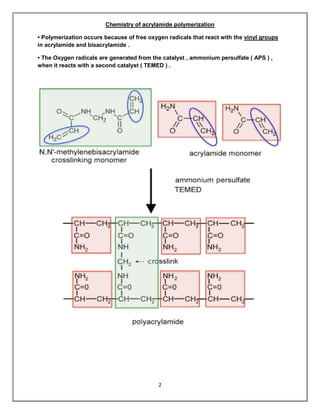 Polyacrylamide gel electrophoresis (PAGE) | PDF