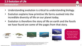 Cambridge Pre-U Biology - 2.3 Evolution of Life | PPTX