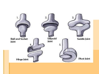 Connection of bones | PPT