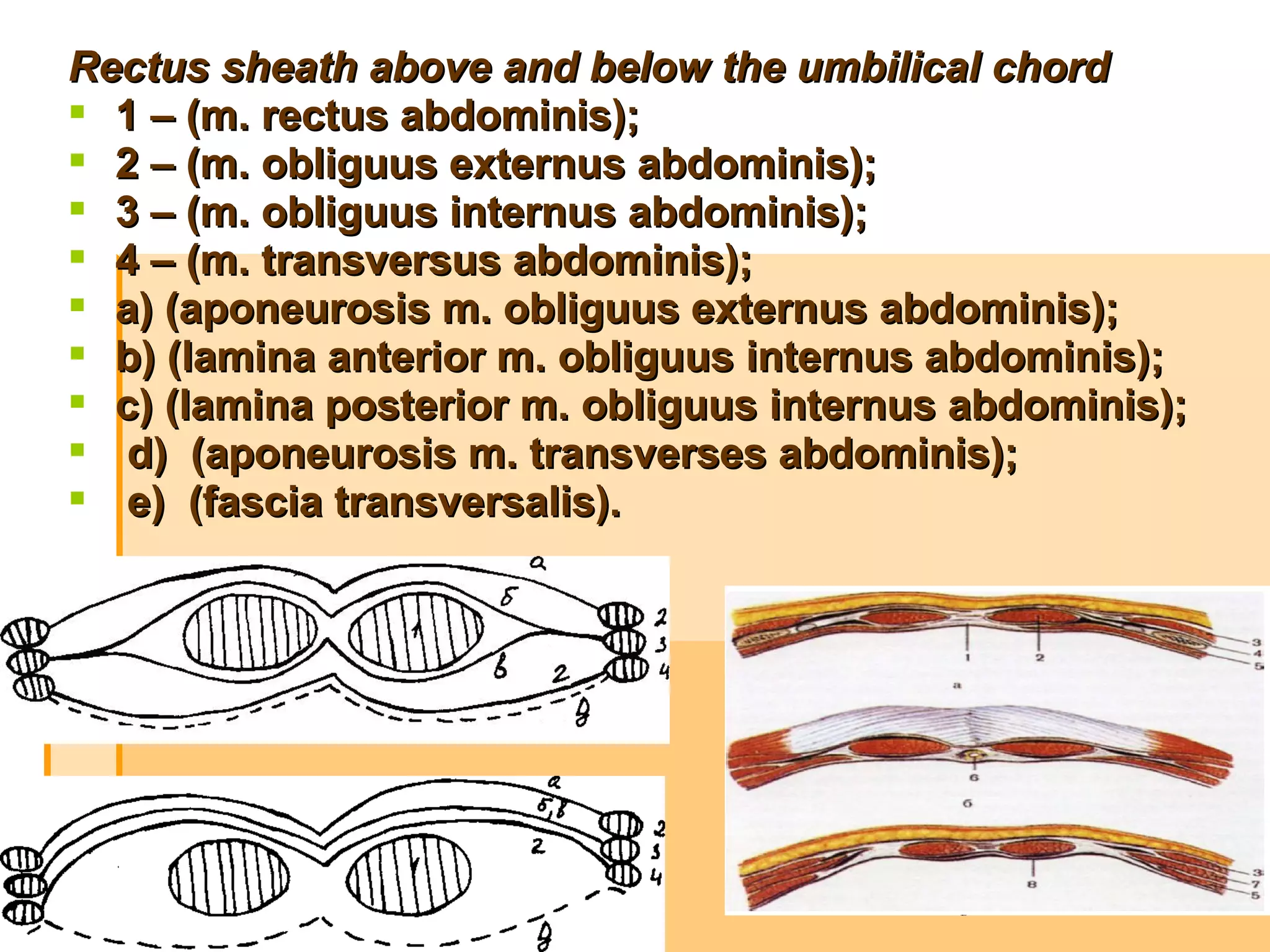 The abdomen. Regions, muscles, weak points of walls of abdomen | PPT