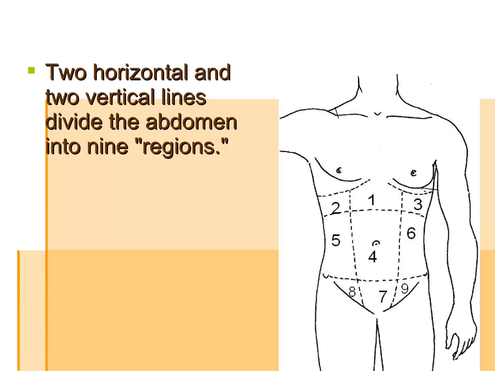 The abdomen. Regions, muscles, weak points of walls of abdomen | PPT