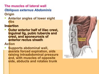 The abdomen. Regions, muscles, weak points of walls of abdomen | PPT