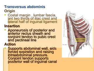 The abdomen. Regions, muscles, weak points of walls of abdomen | PPT