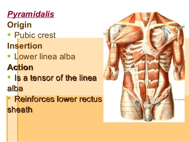 Linea Alba Muscle Diagram Cross Section Of Abdominal Wall Inferior To