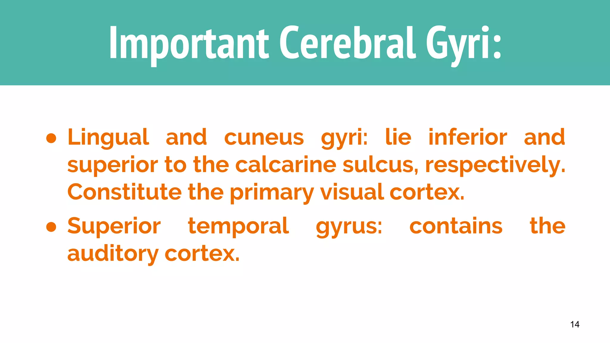 Neuroanatomy | 2. Cerebrum (1) Overview and Cerebral Cortex | PDF