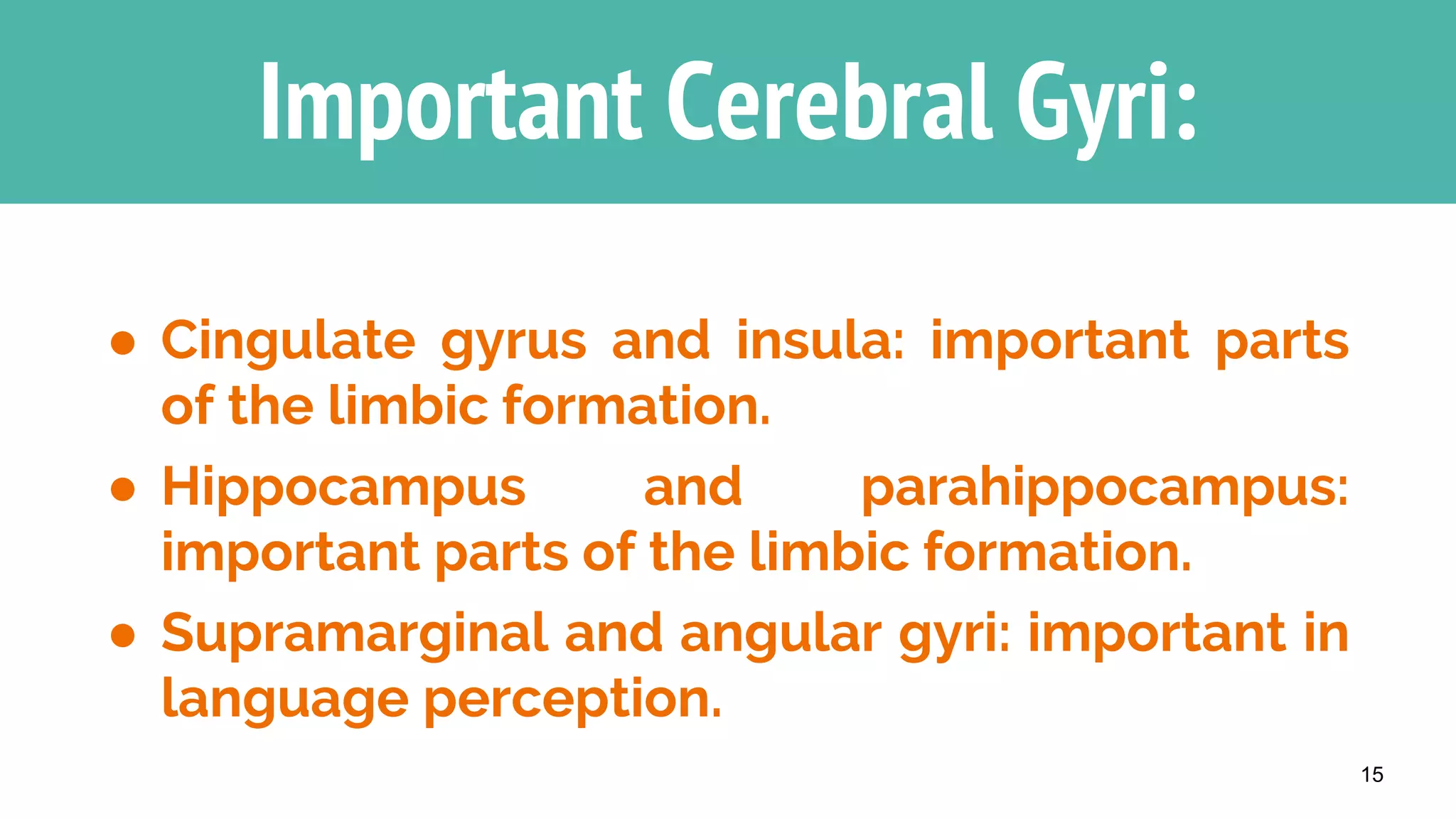 Neuroanatomy | 2. Cerebrum (1) Overview and Cerebral Cortex | PDF