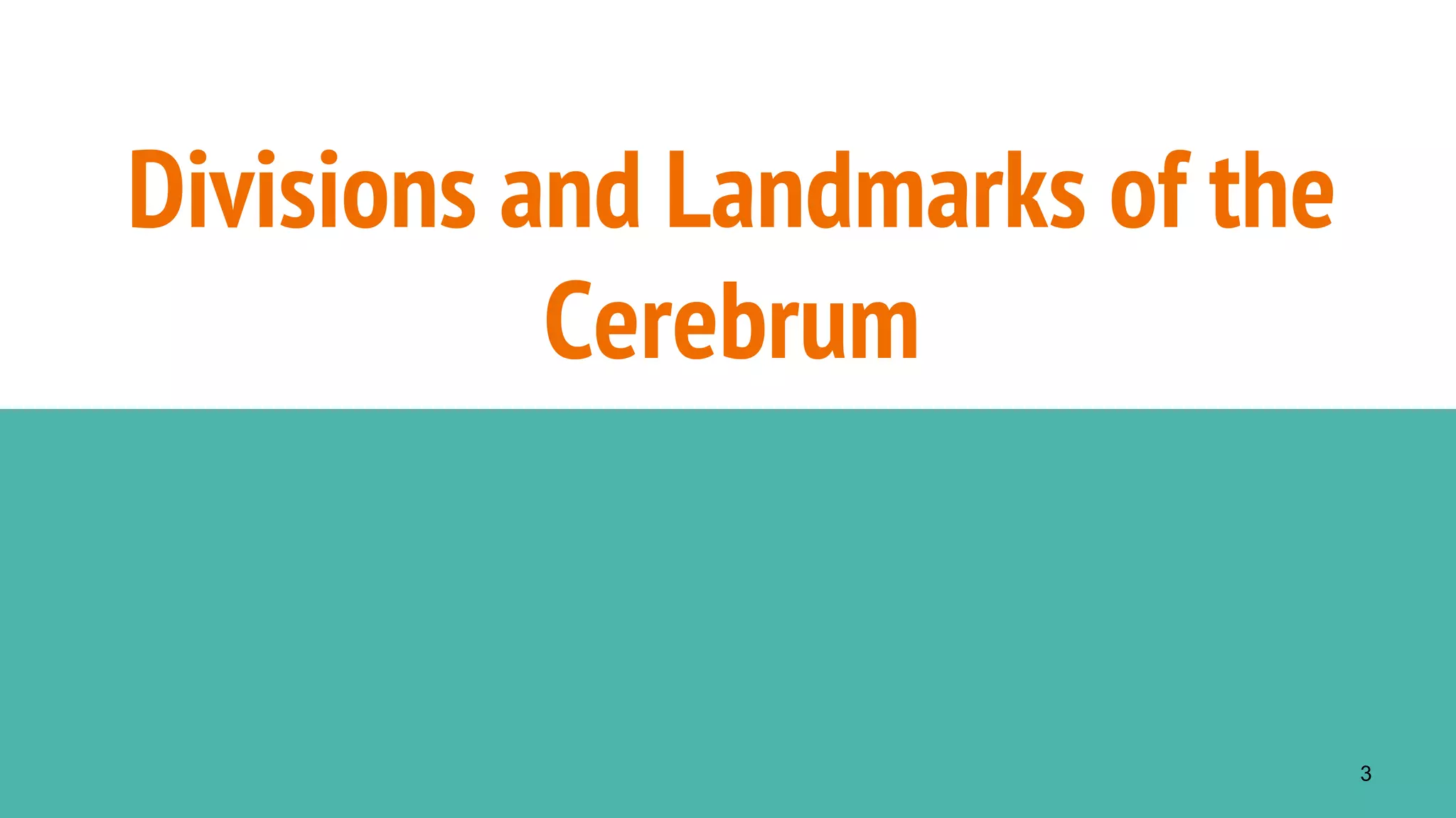 Neuroanatomy | 2. Cerebrum (1) Overview and Cerebral Cortex | PDF
