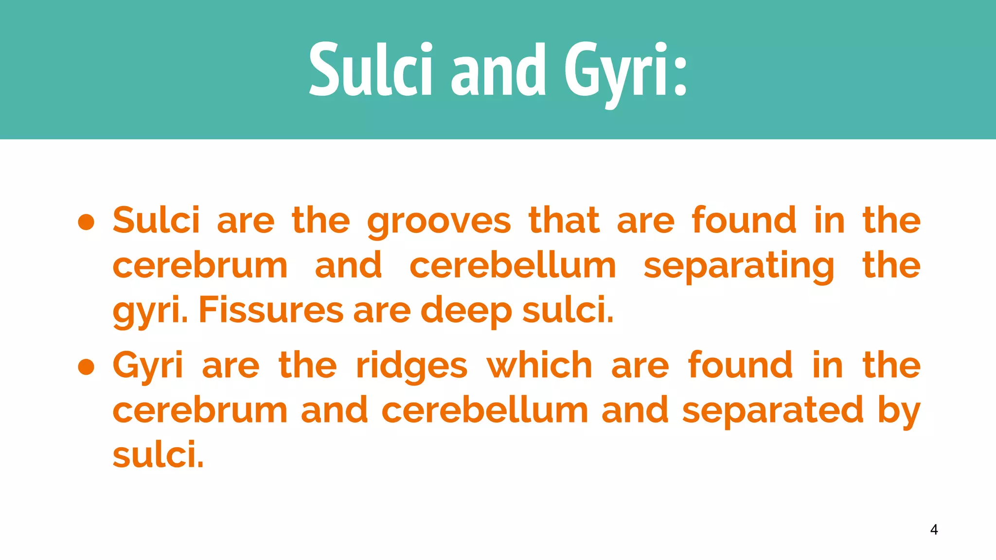 Neuroanatomy | 2. Cerebrum (1) Overview and Cerebral Cortex | PDF