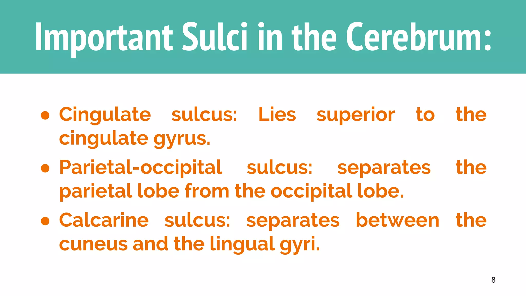 Neuroanatomy | 2. Cerebrum (1) Overview and Cerebral Cortex | PDF