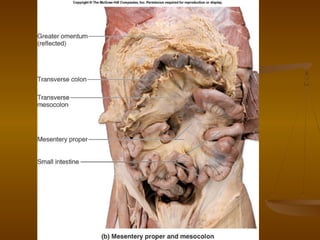 Splanchnology. Digestive System - Part 2 | PPT