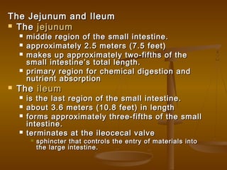 Splanchnology. Digestive System - Part 2 | PPT