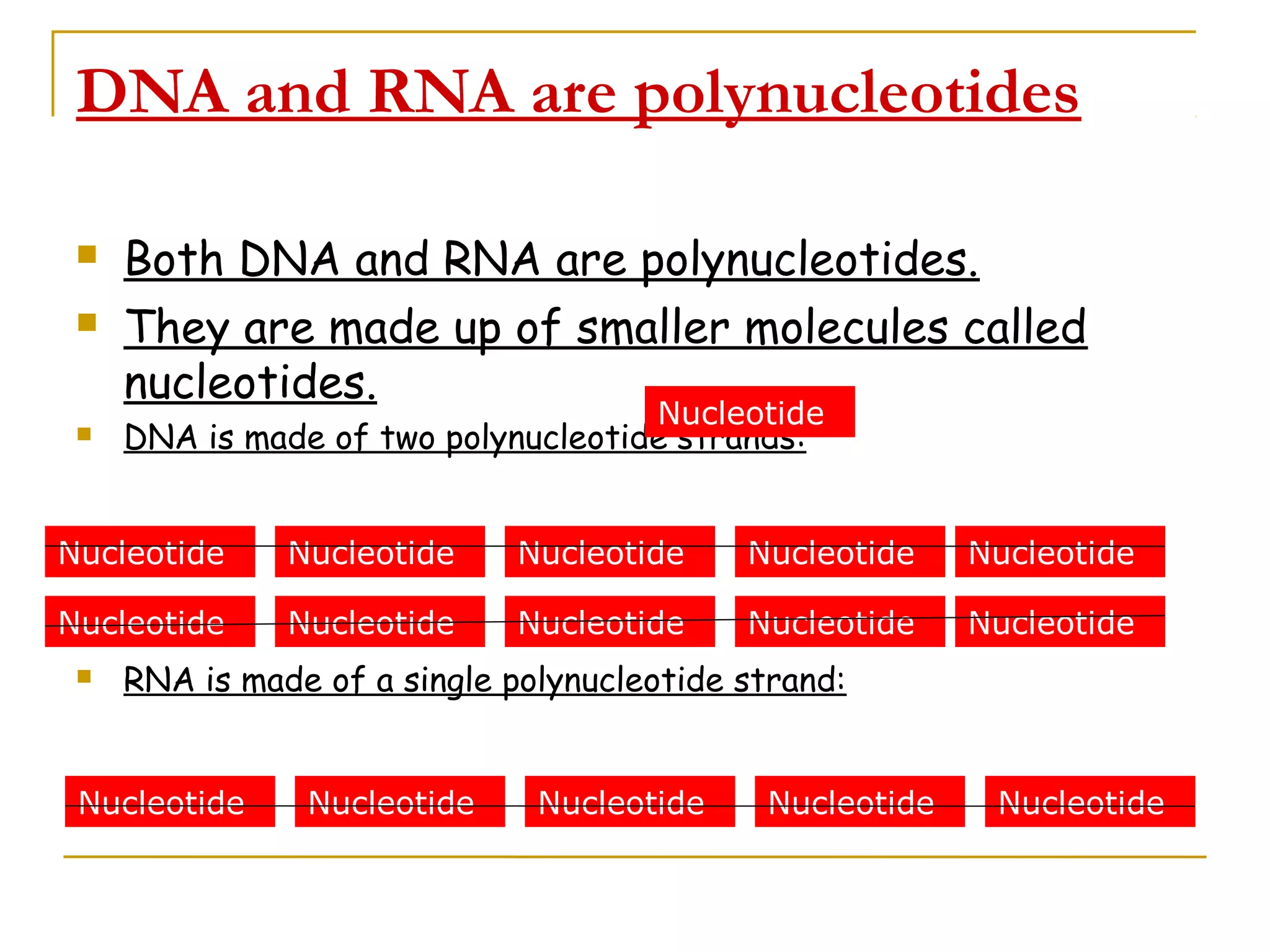 The Structure of DNA and RNA | PPT