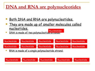 The Structure of DNA and RNA | PPT