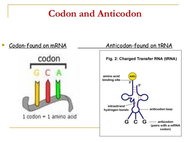 The Structure of DNA and RNA