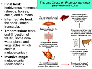 Class Trematoda. Tapeworms as parasites of human being | PPT