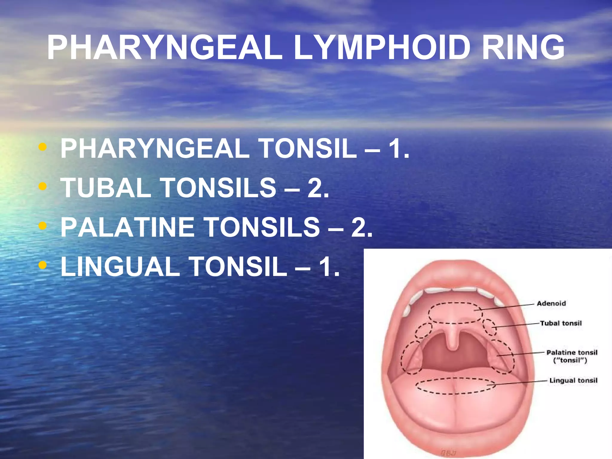 Anatomy & Physiology of pharynx. Tonsillitis | PPT