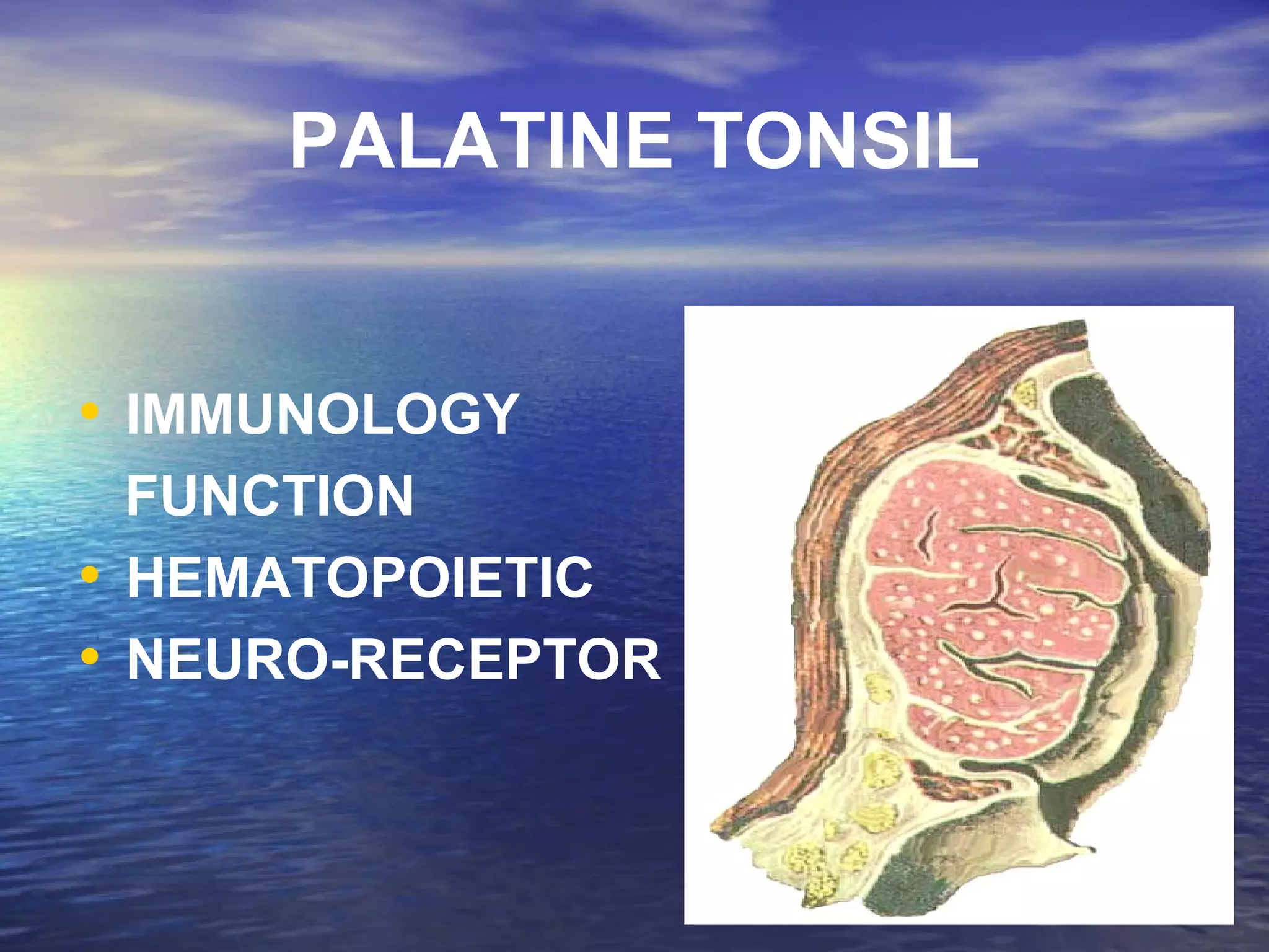 Anatomy & Physiology of pharynx. Tonsillitis | PPT